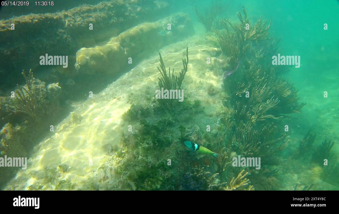Caribbean Bluehead Wrasse (Thalassoma bifasciatum) Actinopterygii Stock ...