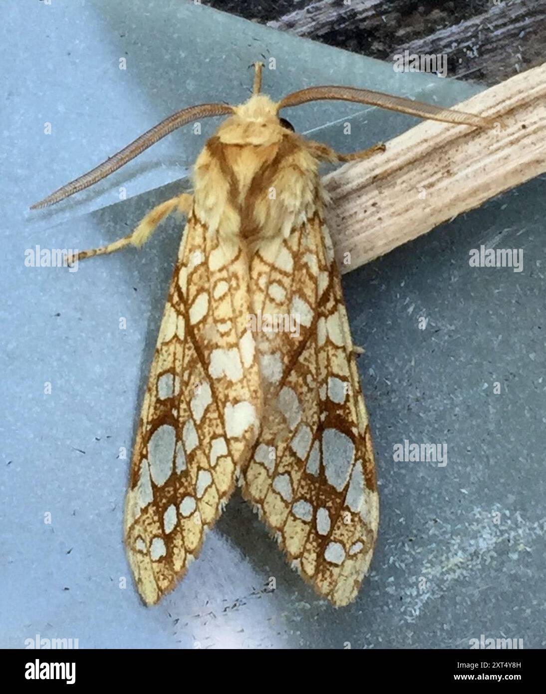 Hickory Tussock Moth (Lophocampa caryae) Insecta Stock Photo - Alamy