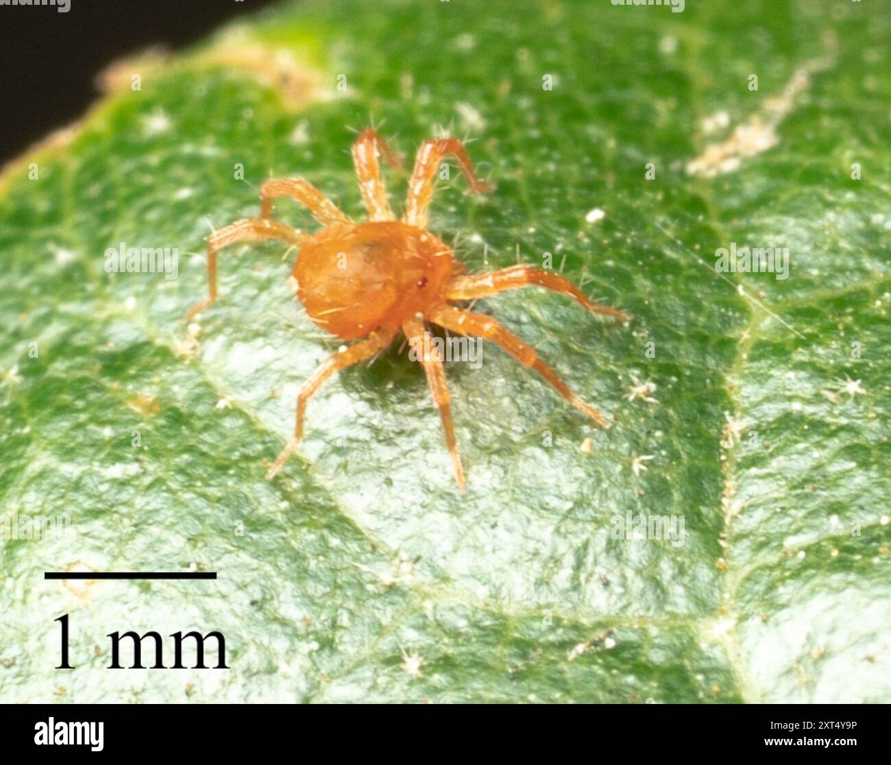 Mites and Ticks (Acari) Arachnida Stock Photo - Alamy