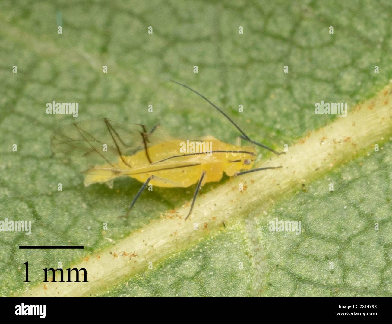 small walnut aphid (Chromaphis juglandicola) Insecta Stock Photo - Alamy