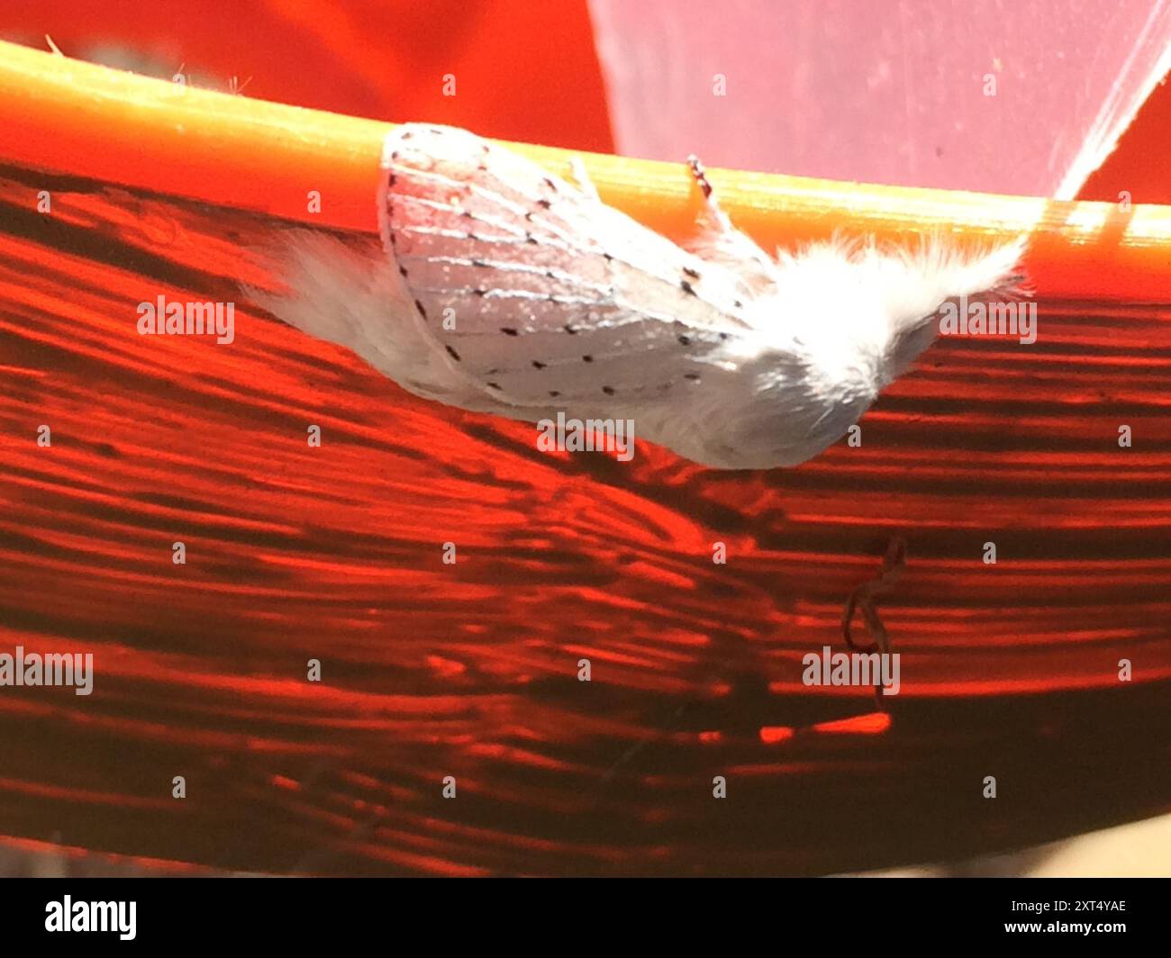 Dot-lined White (Artace cribrarius) Insecta Stock Photo - Alamy