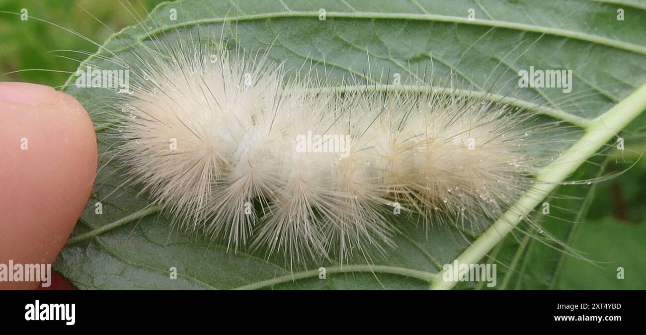 Virginian Tiger Moth (Spilosoma virginica) Insecta Stock Photo - Alamy
