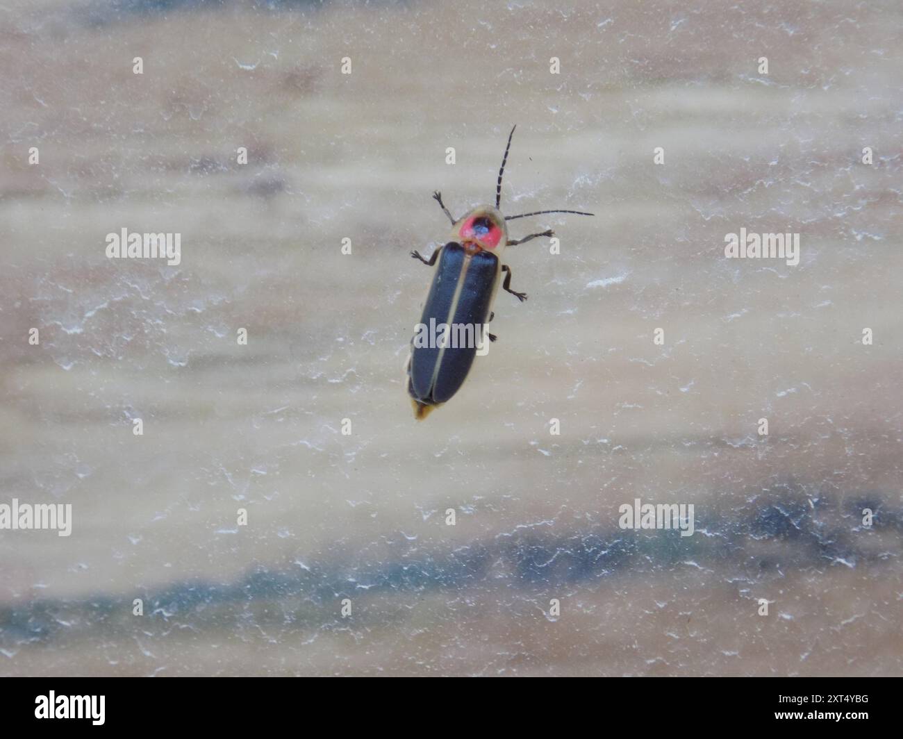 Common Eastern Firefly (Photinus pyralis) Insecta Stock Photo - Alamy