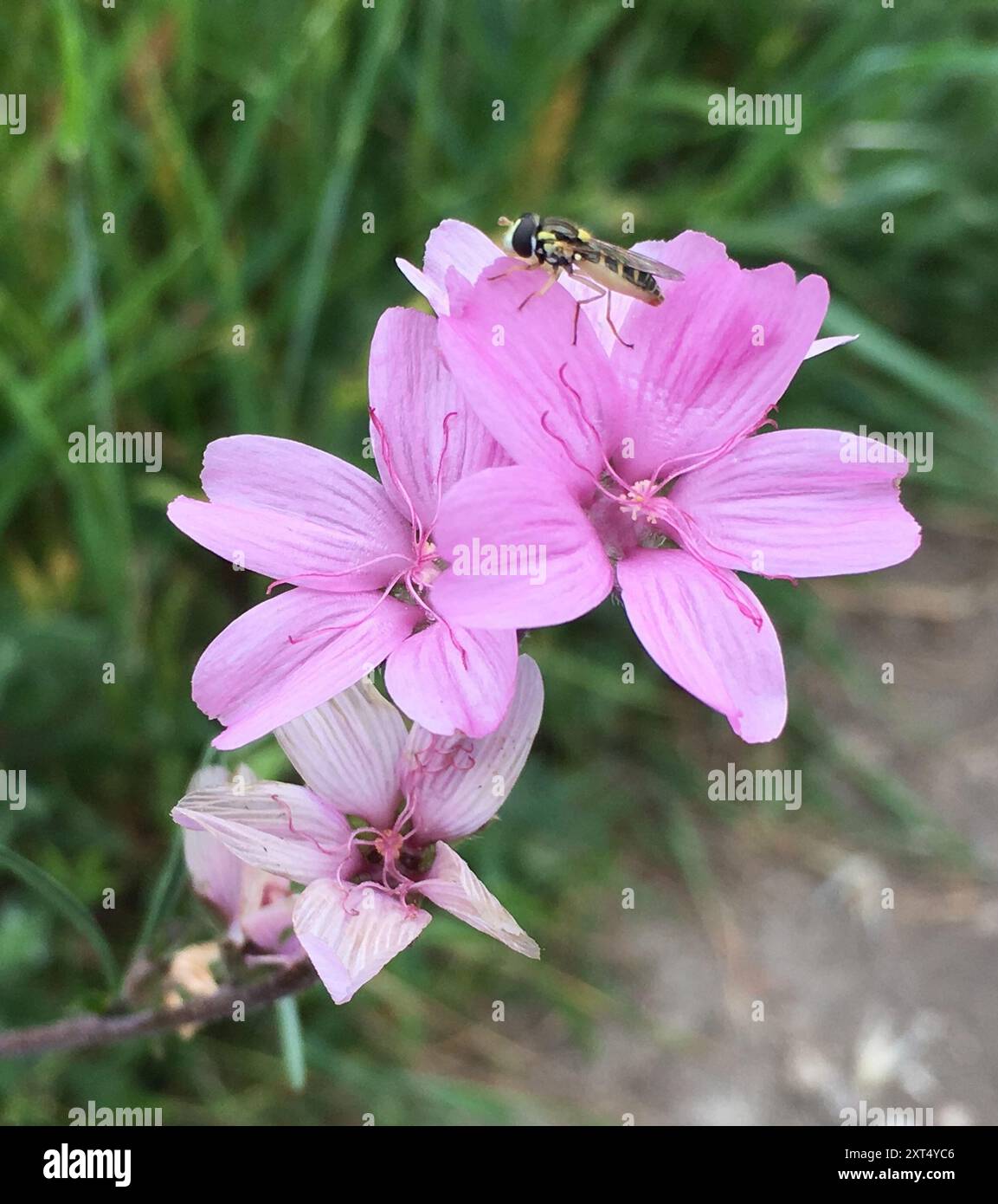checkerbloom (Sidalcea malviflora) Plantae Stock Photo - Alamy