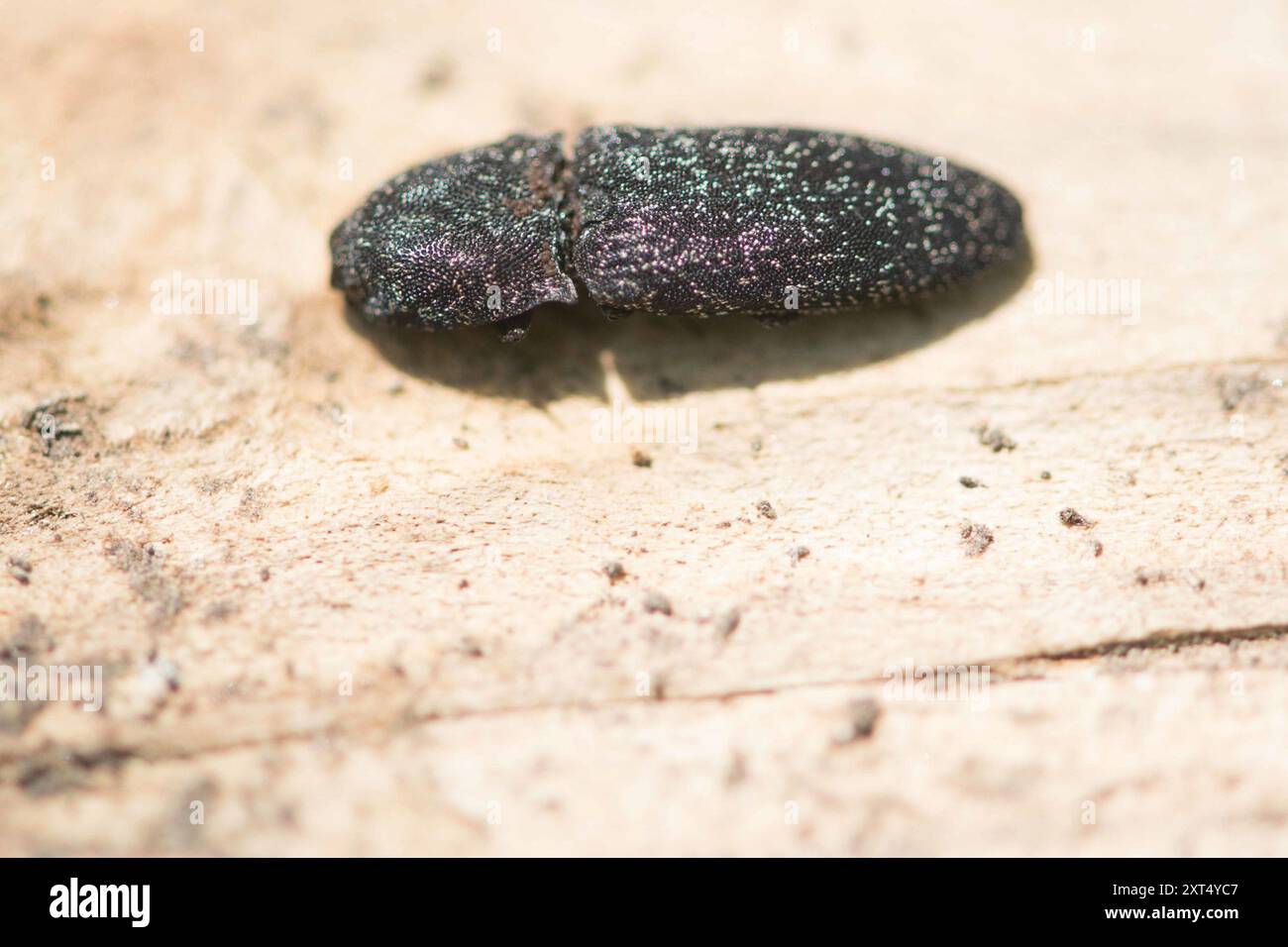 (Lacon punctatus) Insecta Stock Photo - Alamy