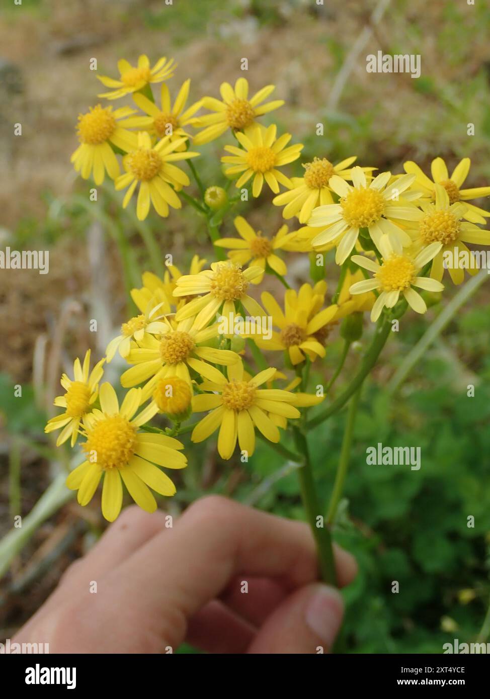 Butterweed (Packera glabella) Plantae Stock Photo - Alamy