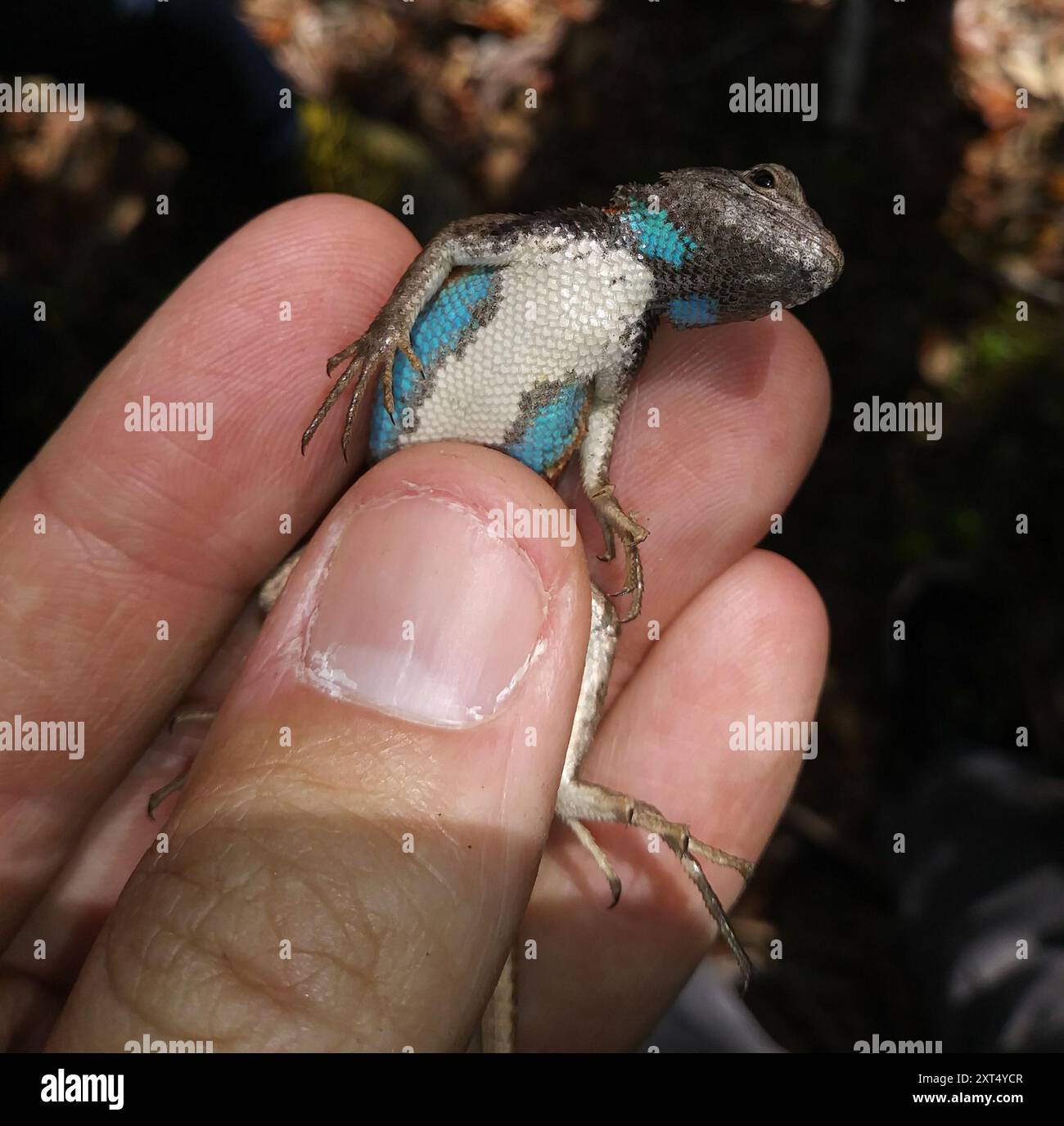 Florida Scrub Lizard (Sceloporus woodi) Reptilia Stock Photo - Alamy