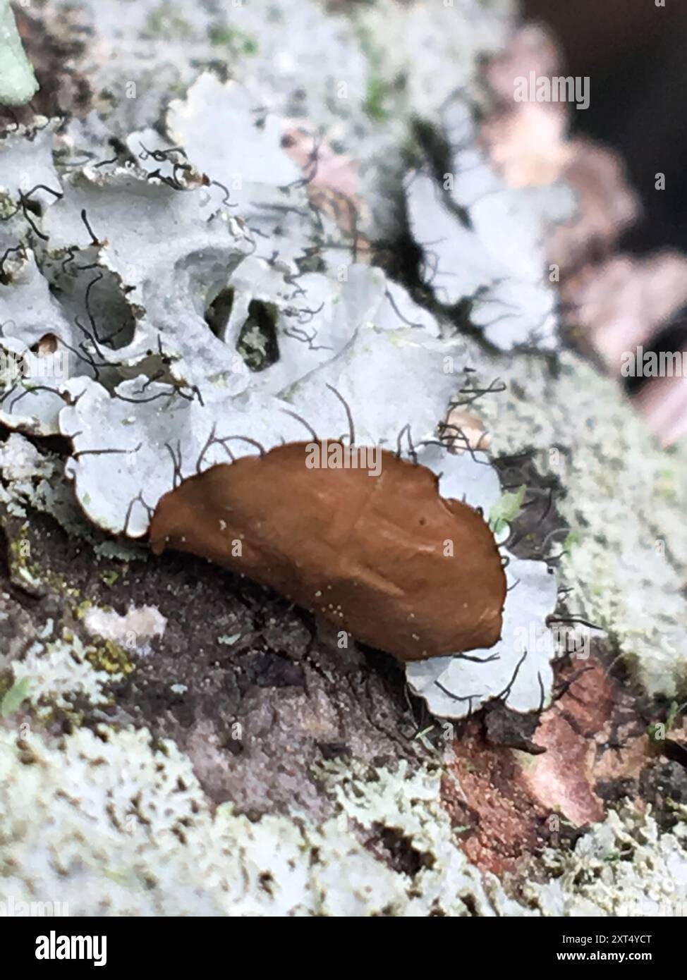 Ruffle Lichens (Parmotrema) Fungi Stock Photo - Alamy