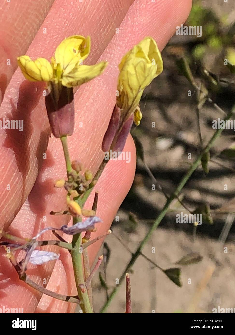 Jointed Charlock (Raphanus raphanistrum) Plantae Stock Photo - Alamy