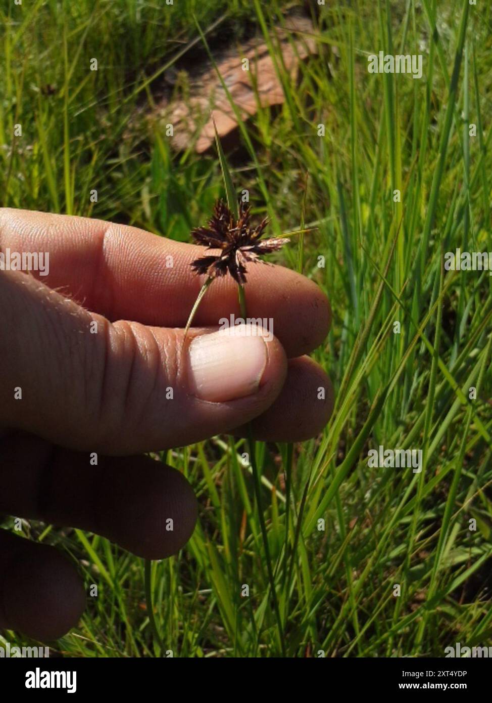 Red Sedge (Cyperus rupestris) Plantae Stock Photo - Alamy