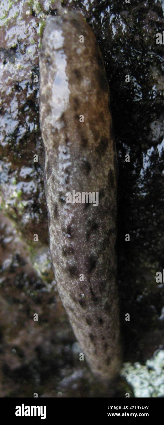 Megapallifera mutabilis hi-res stock photography and images - Alamy