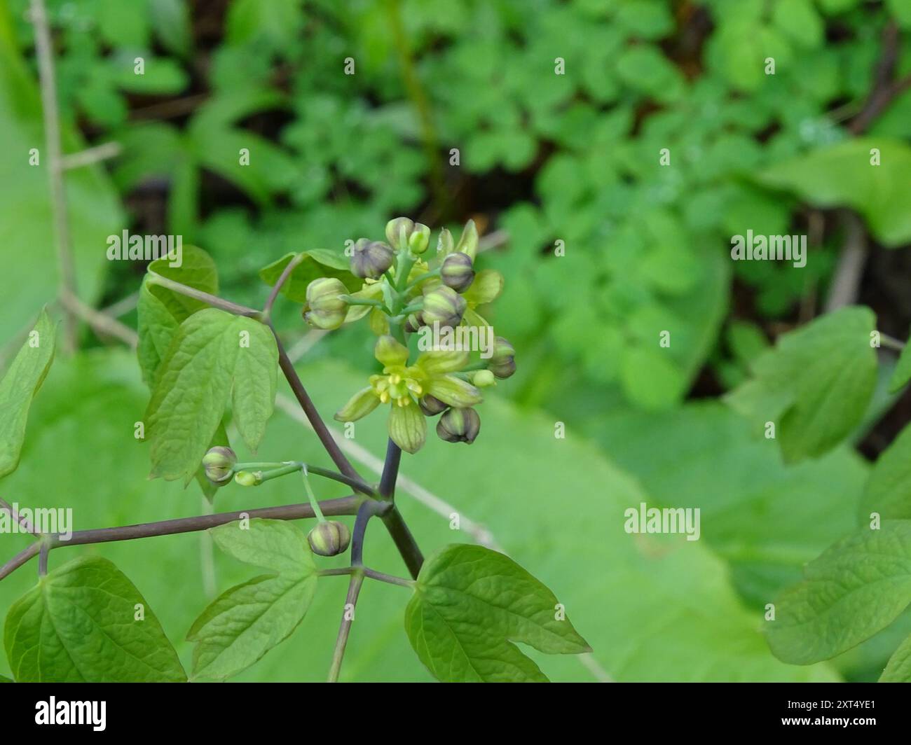 blue cohosh (Caulophyllum thalictroides) Plantae Stock Photo - Alamy