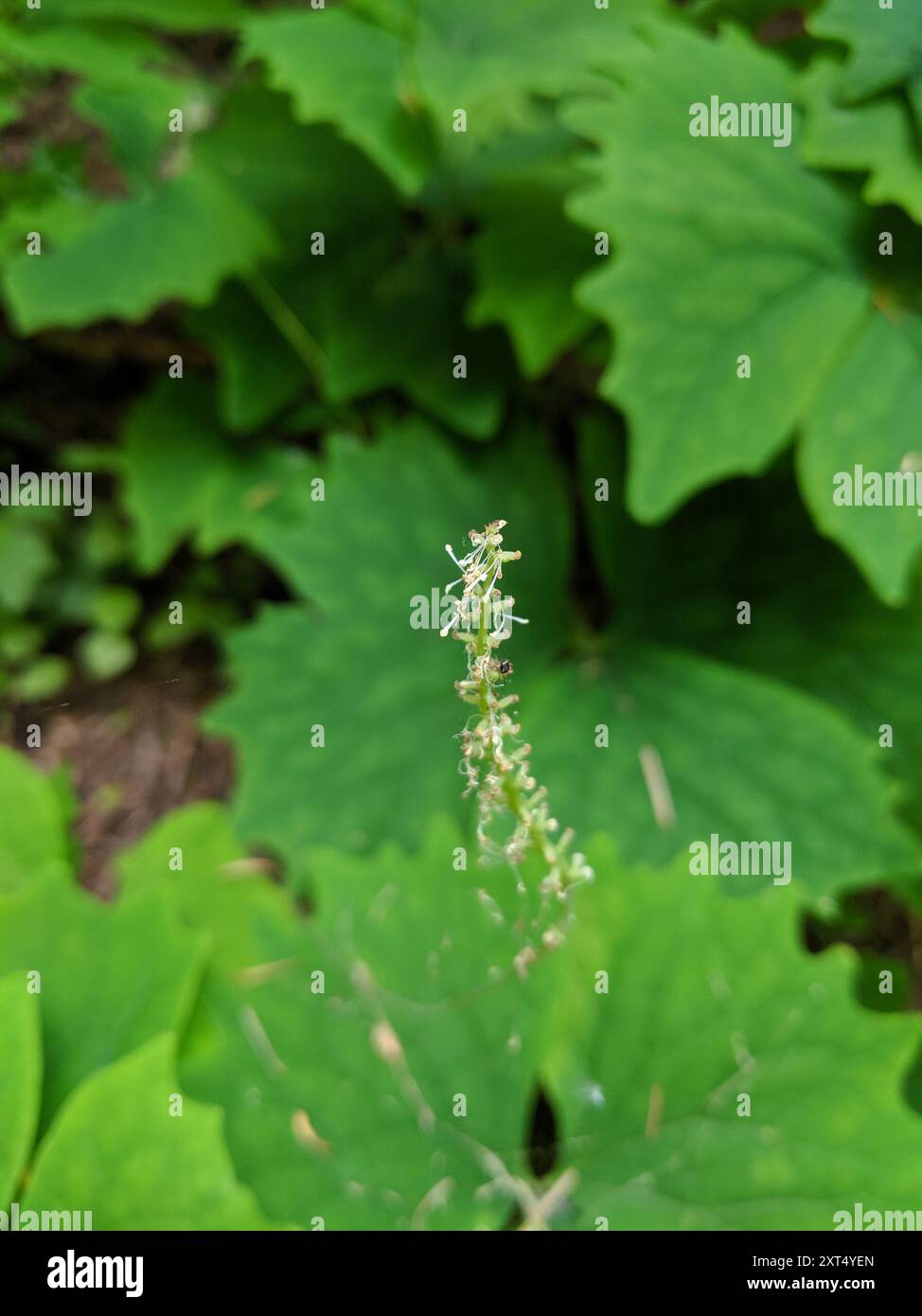 vanilla leaf (Achlys triphylla) Plantae Stock Photo - Alamy
