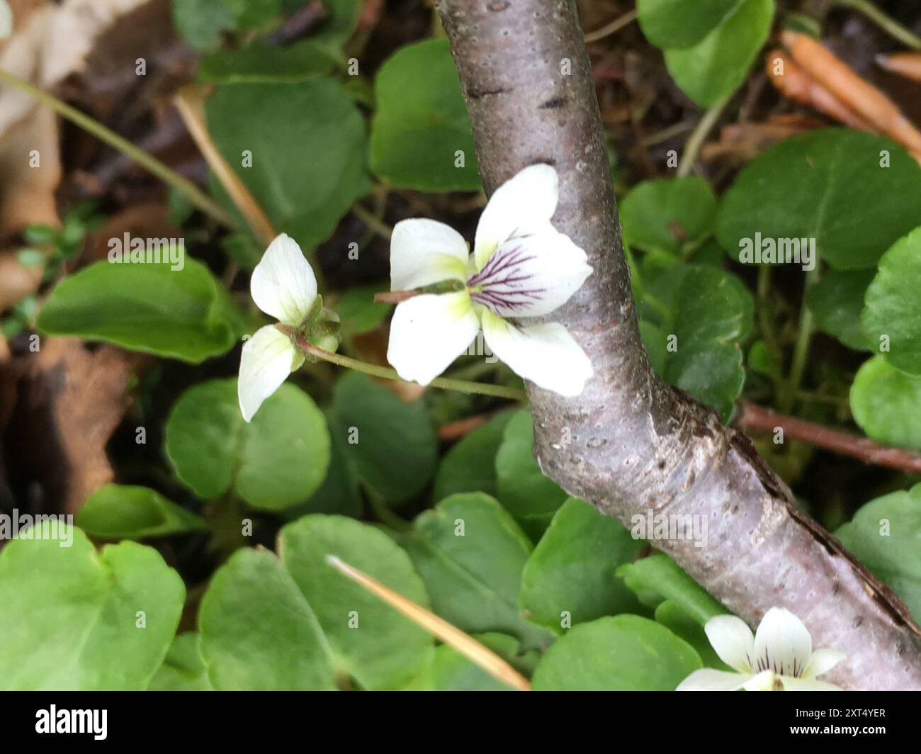 northern white violet (Viola minuscula) Plantae Stock Photo - Alamy