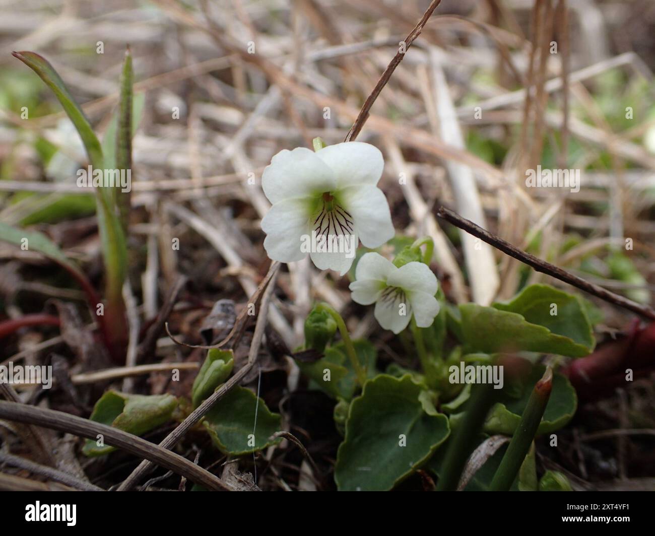 northern white violet (Viola minuscula) Plantae Stock Photo - Alamy