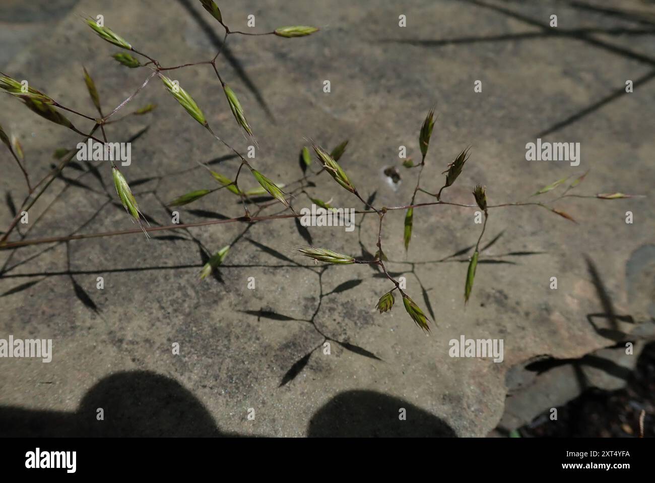 Goat-Beard Grass (Festuca caprina) Plantae Stock Photo - Alamy