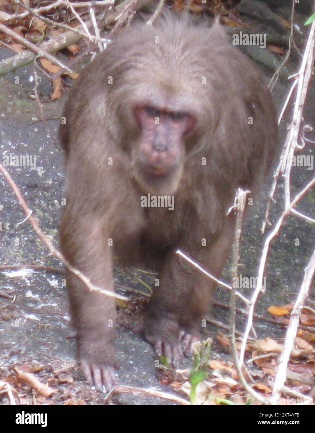 Stump-tailed Macaque (Macaca arctoides) Mammalia Stock Photo - Alamy