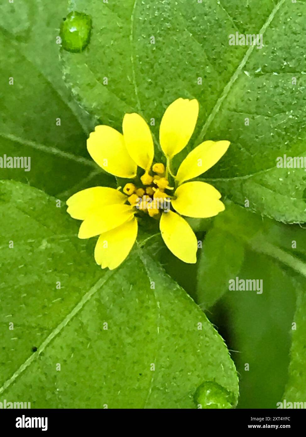 straggler daisy (Calyptocarpus vialis) Plantae Stock Photo - Alamy