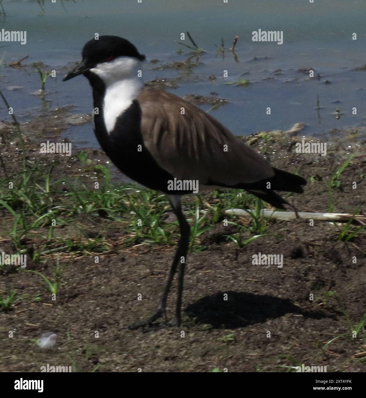 Spur-winged Lapwing (Vanellus spinosus) Aves Stock Photo - Alamy