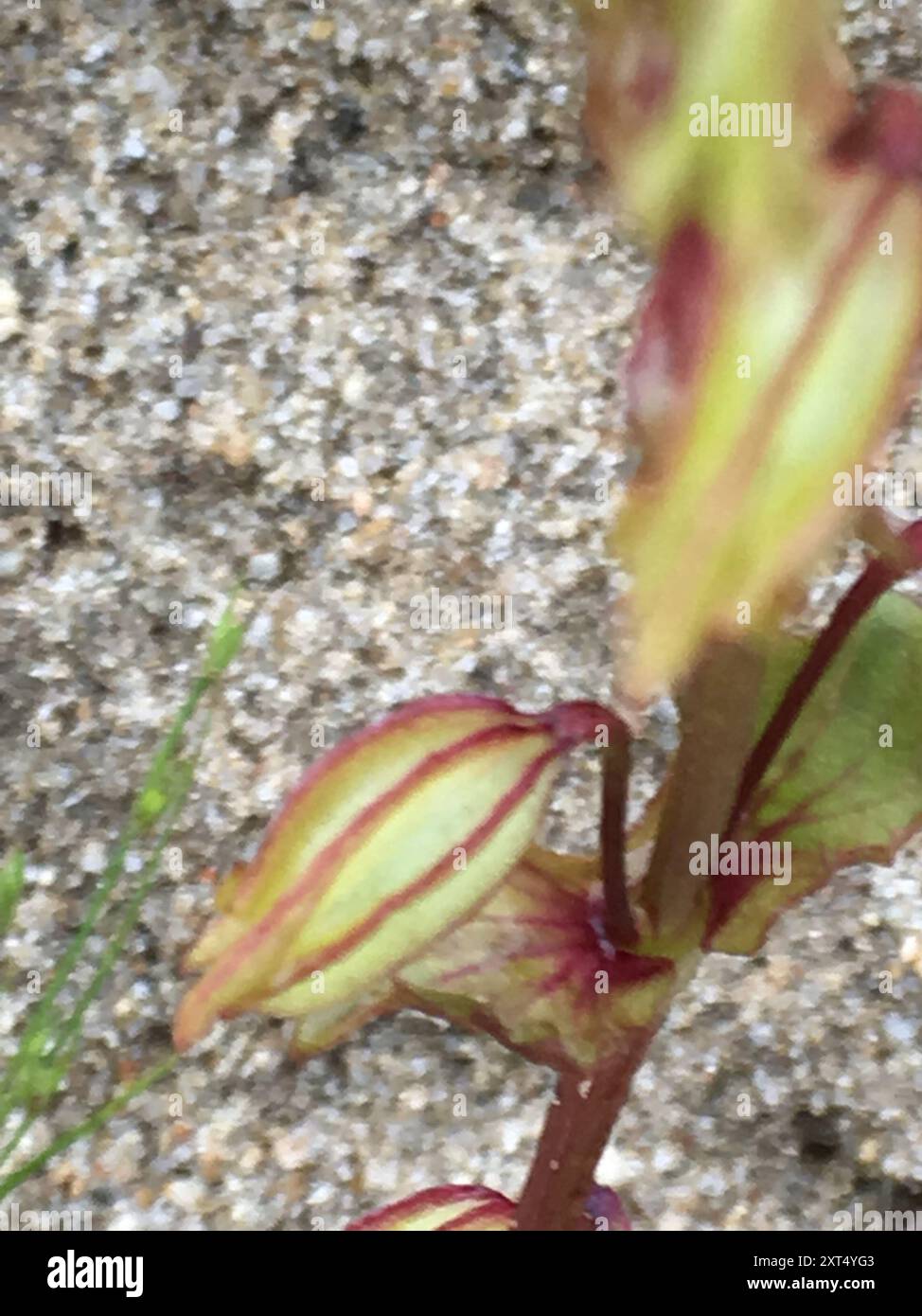 shy monkeyflower (Erythranthe nasuta) Plantae Stock Photo - Alamy
