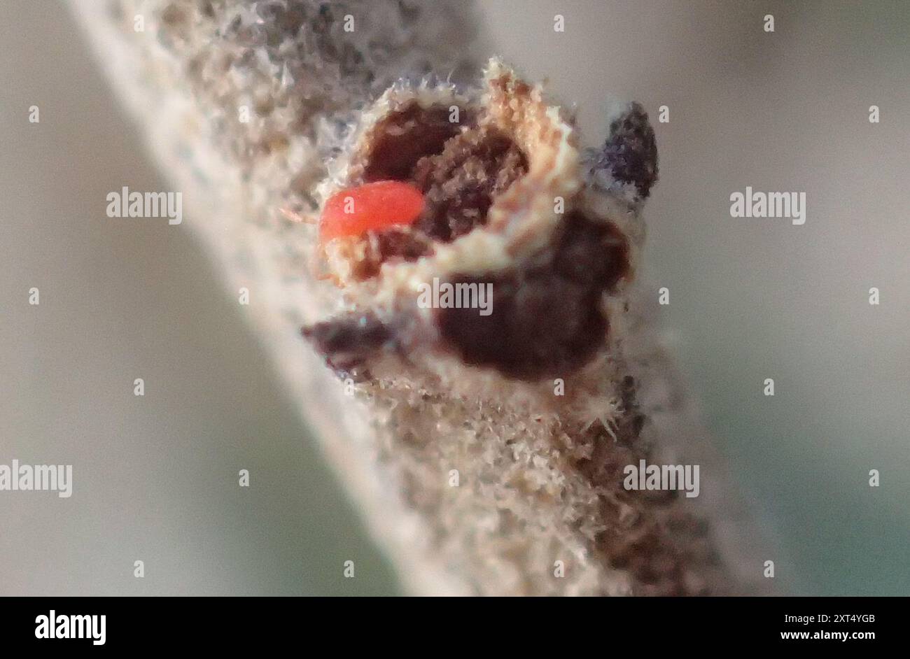 Mites and Ticks (Acari) Arachnida Stock Photo - Alamy