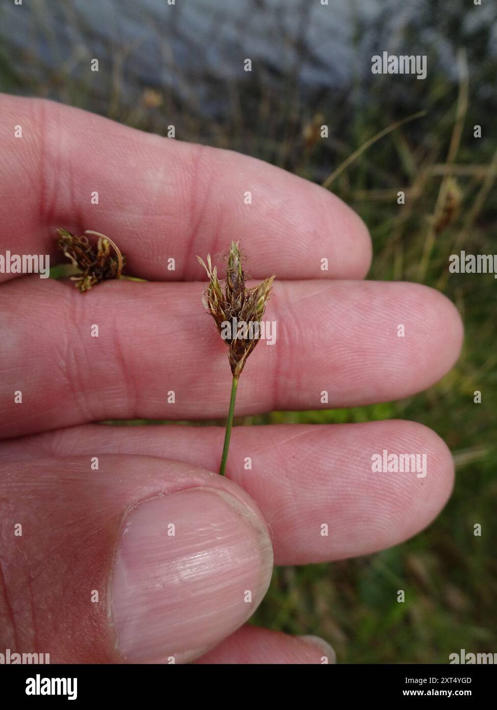 Divided Sedge (Carex divisa) Plantae Stock Photo - Alamy