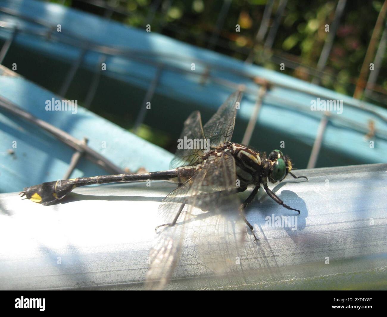 Cobra Clubtail (Gomphurus vastus) Insecta Stock Photo - Alamy