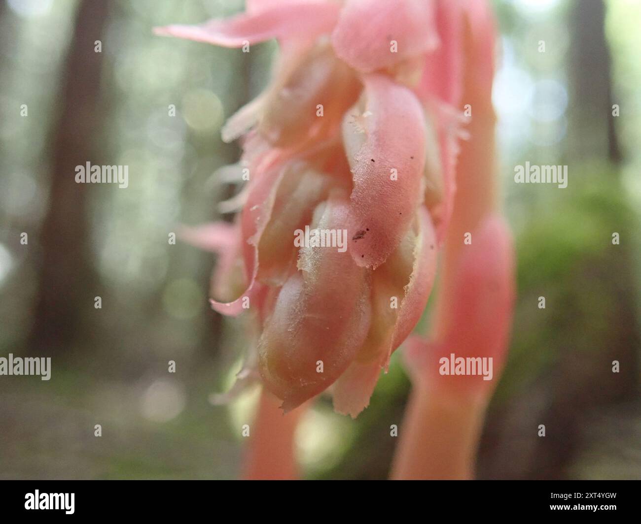 pinesap (Monotropa hypopitys) Plantae Stock Photo - Alamy