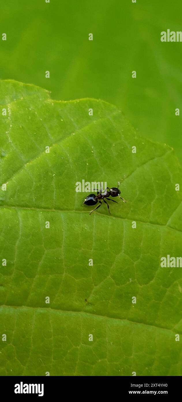 Acrobat Ants and Cocktail Ants (Crematogaster) Insecta Stock Photo - Alamy