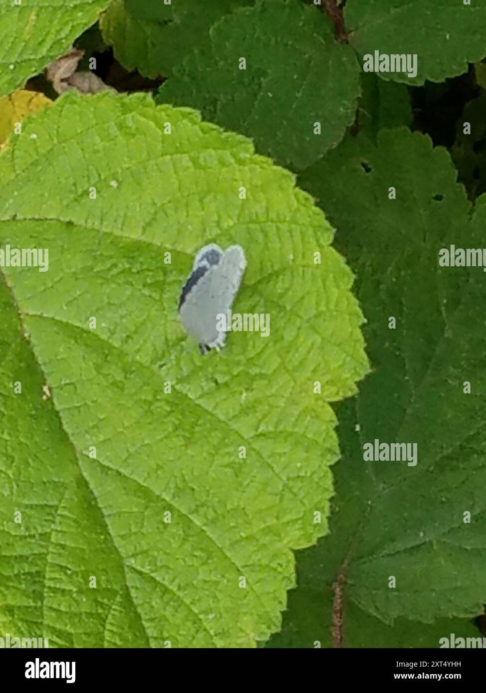 Summer Azure (Celastrina neglecta) Insecta Stock Photo - Alamy