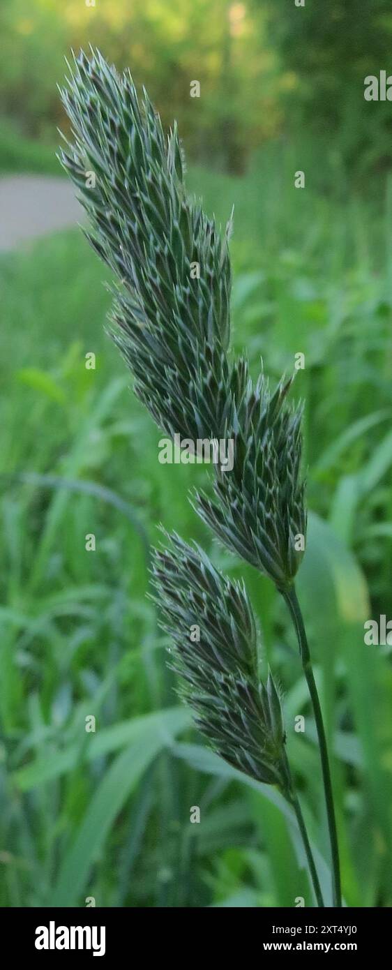 orchard grass (Dactylis glomerata) Plantae Stock Photo - Alamy