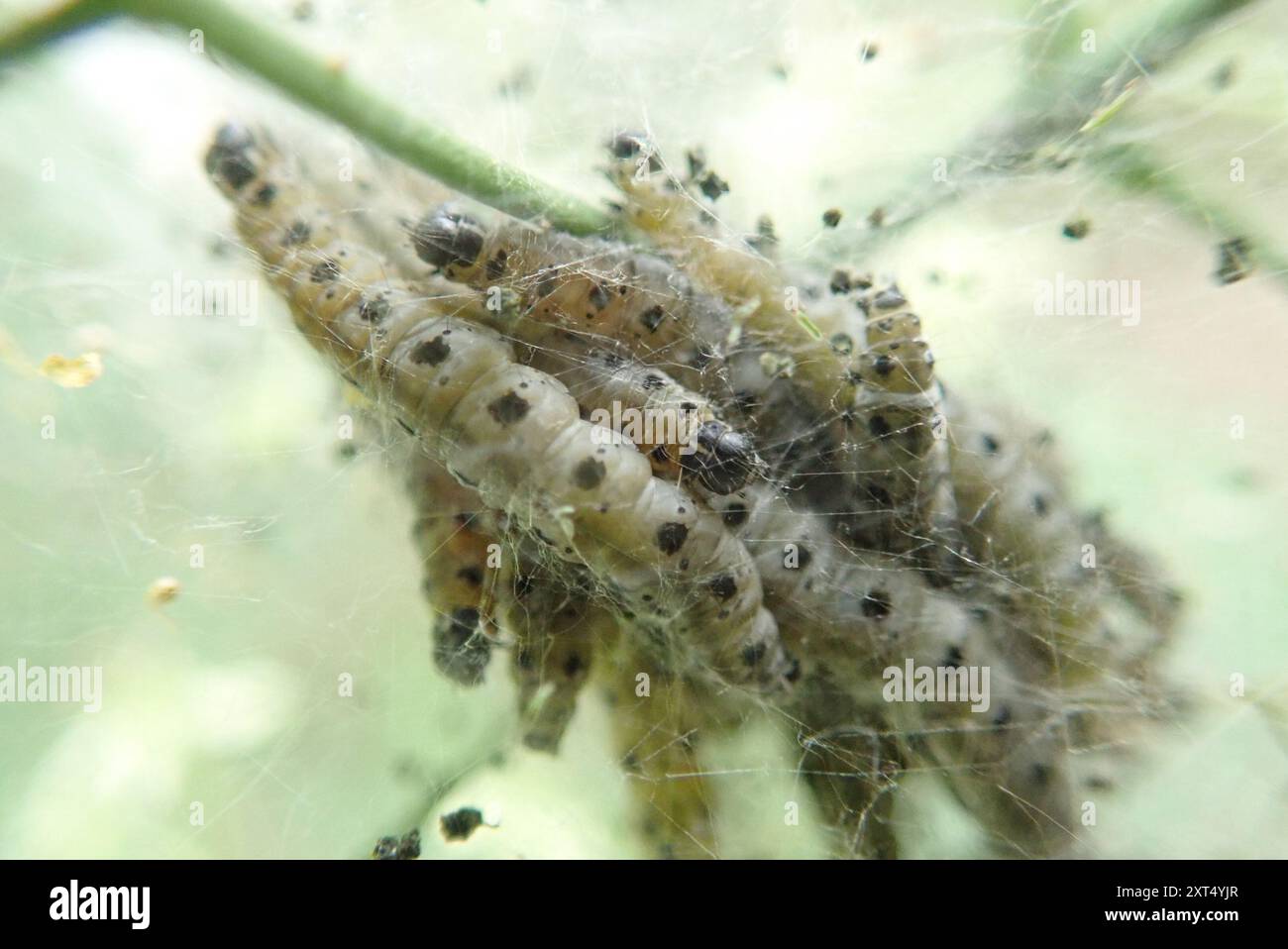 Spindle Ermine Moth (Yponomeuta cagnagella) Insecta Stock Photo - Alamy