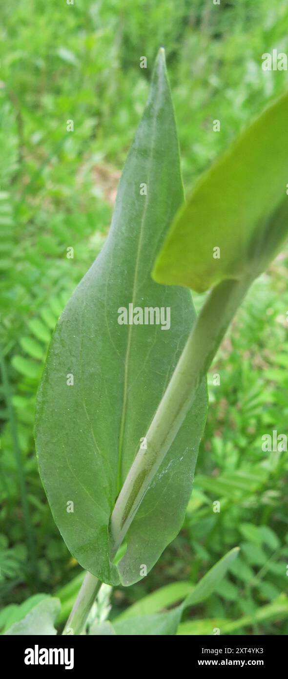 Tower Mustard (Turritis glabra) Plantae Stock Photo - Alamy