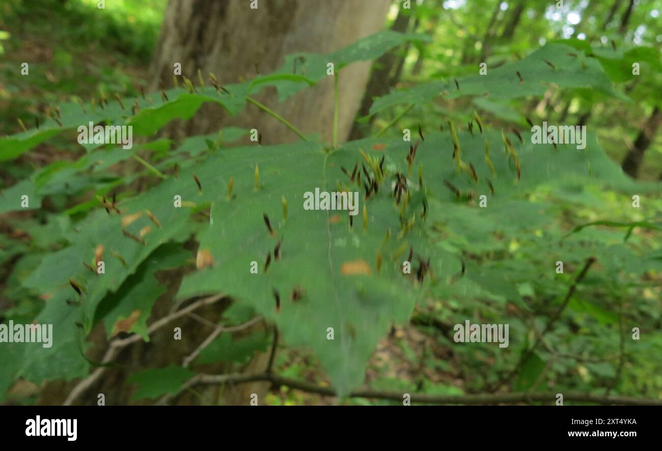 Maple Spindle Gall Mite (Vasates aceriscrumena) Arachnida Stock Photo ...