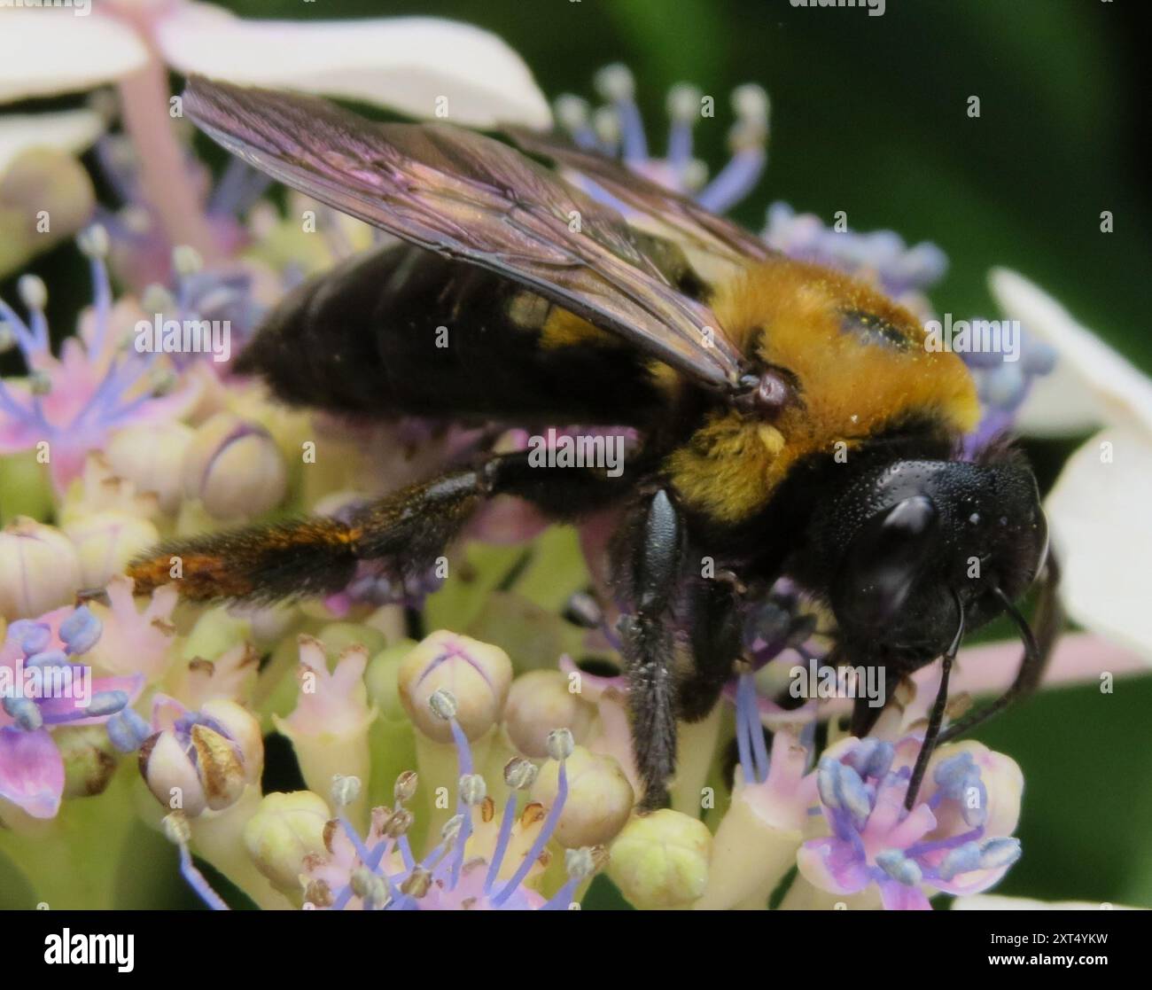 Eastern Carpenter Bee (Xylocopa virginica) Insecta Stock Photo - Alamy