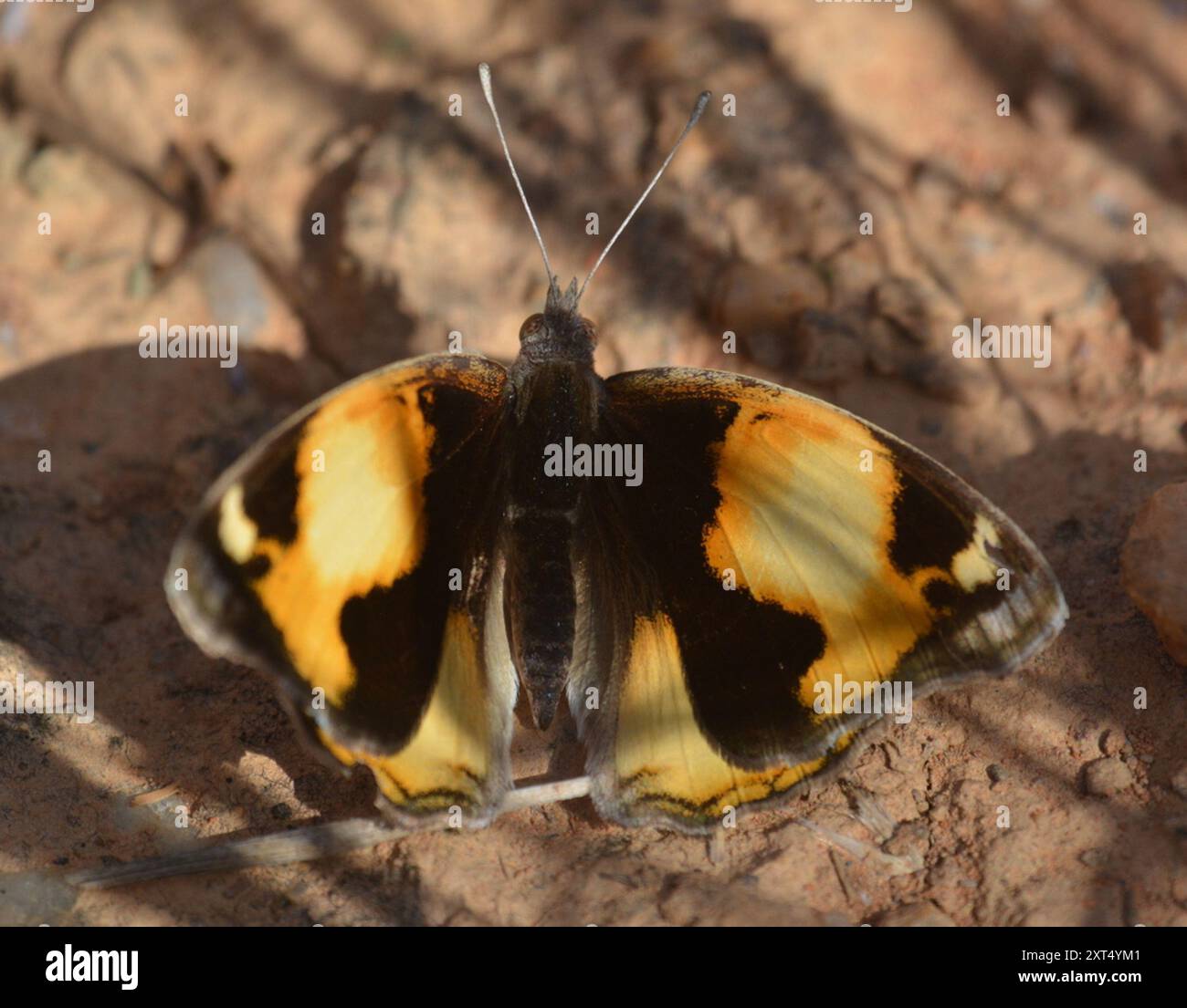 African Yellow Pansy (Junonia hierta cebrene) Insecta Stock Photo - Alamy
