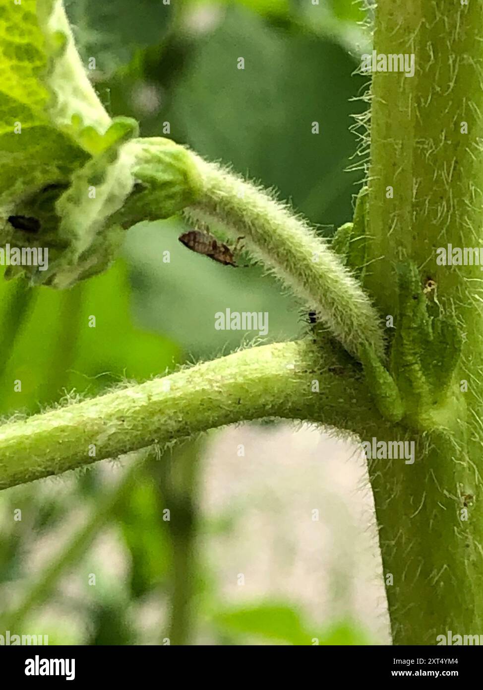(Deraeocoris flavilinea) Insecta Stock Photo - Alamy