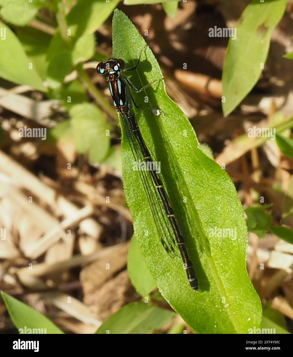 Fragile Forktail (Ischnura posita) Insecta Stock Photo - Alamy