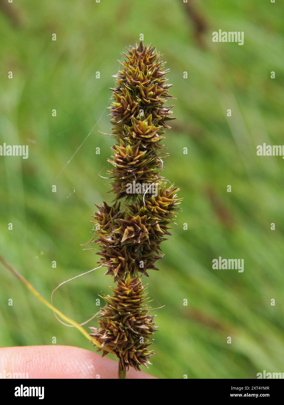 fox sedge (Carex vulpinoidea) Plantae Stock Photo - Alamy