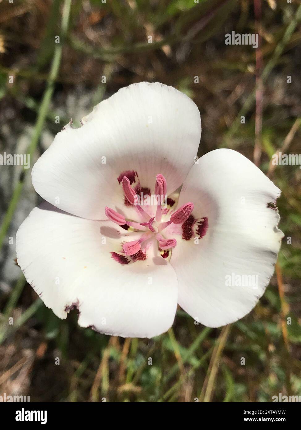 clay mariposa lily (Calochortus argillosus) Plantae Stock Photo - Alamy