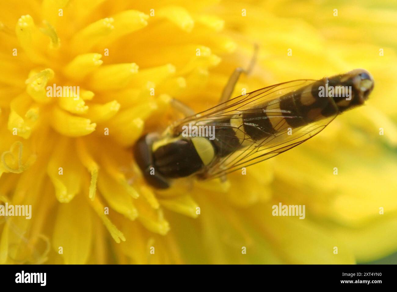 Common Globetail (Sphaerophoria scripta) Insecta Stock Photo - Alamy