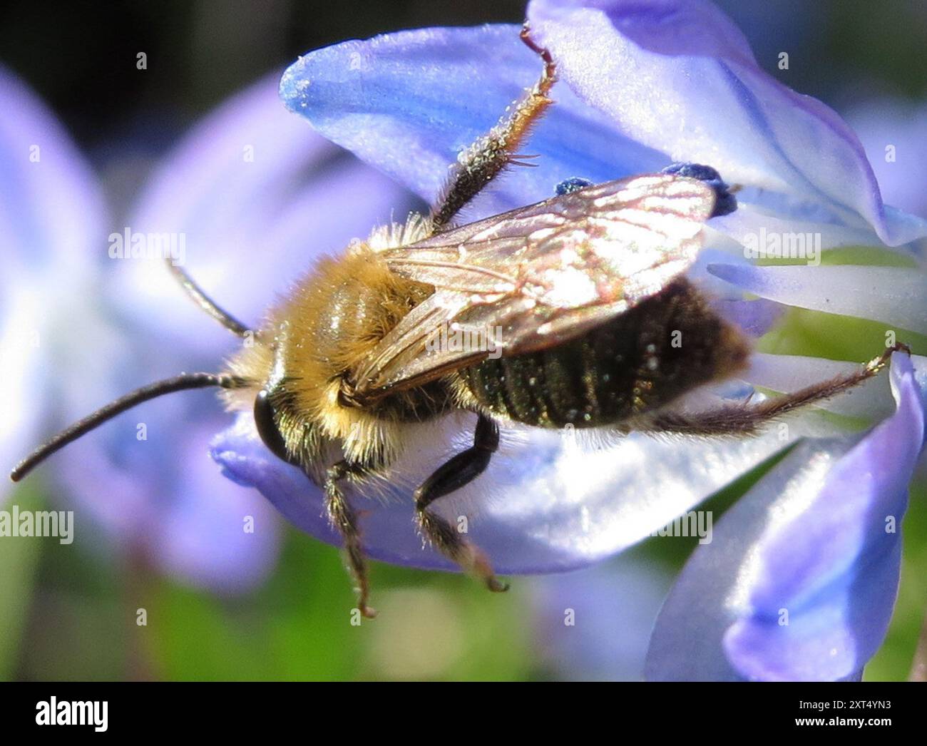 Mining Bees (Andrena) Insecta Stock Photo - Alamy