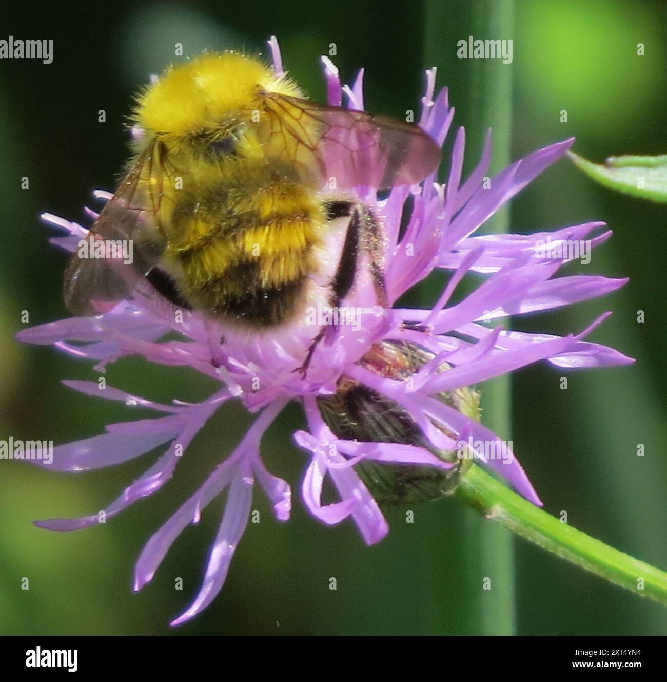 Perplexing Bumble Bee (Bombus perplexus) Insecta Stock Photo - Alamy