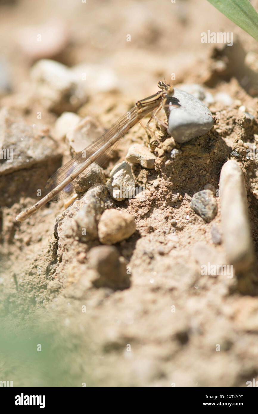 White Featherleg (Platycnemis latipes) Insecta Stock Photo - Alamy