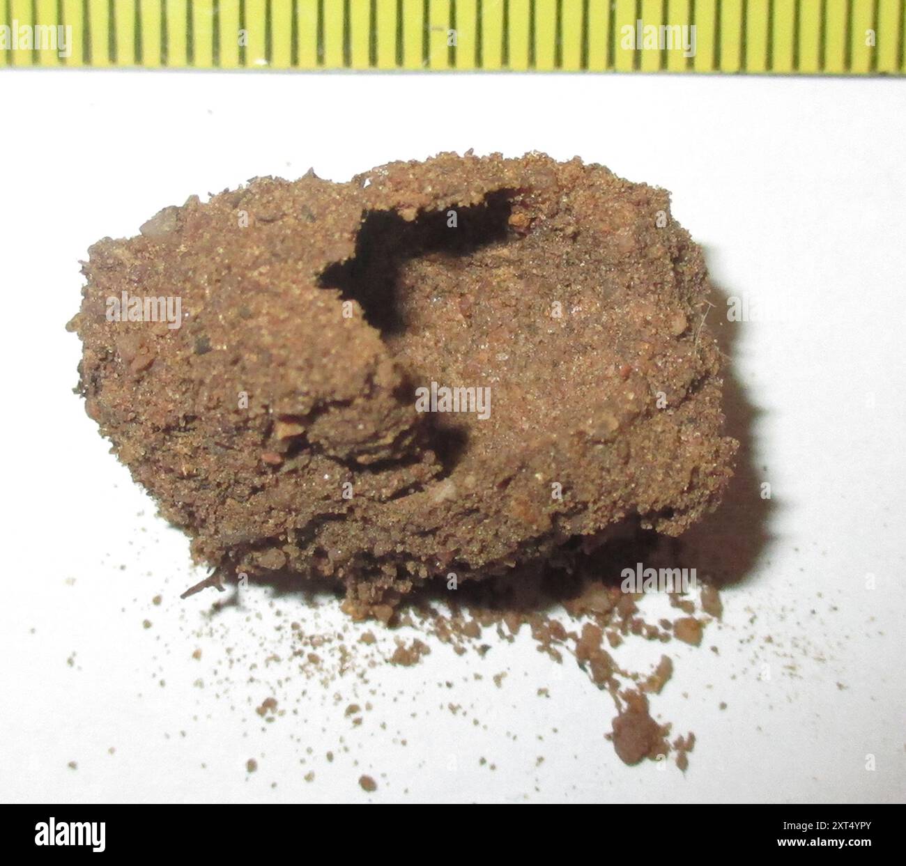 Fall Armyworm Moth (Spodoptera frugiperda) Insecta Stock Photo - Alamy