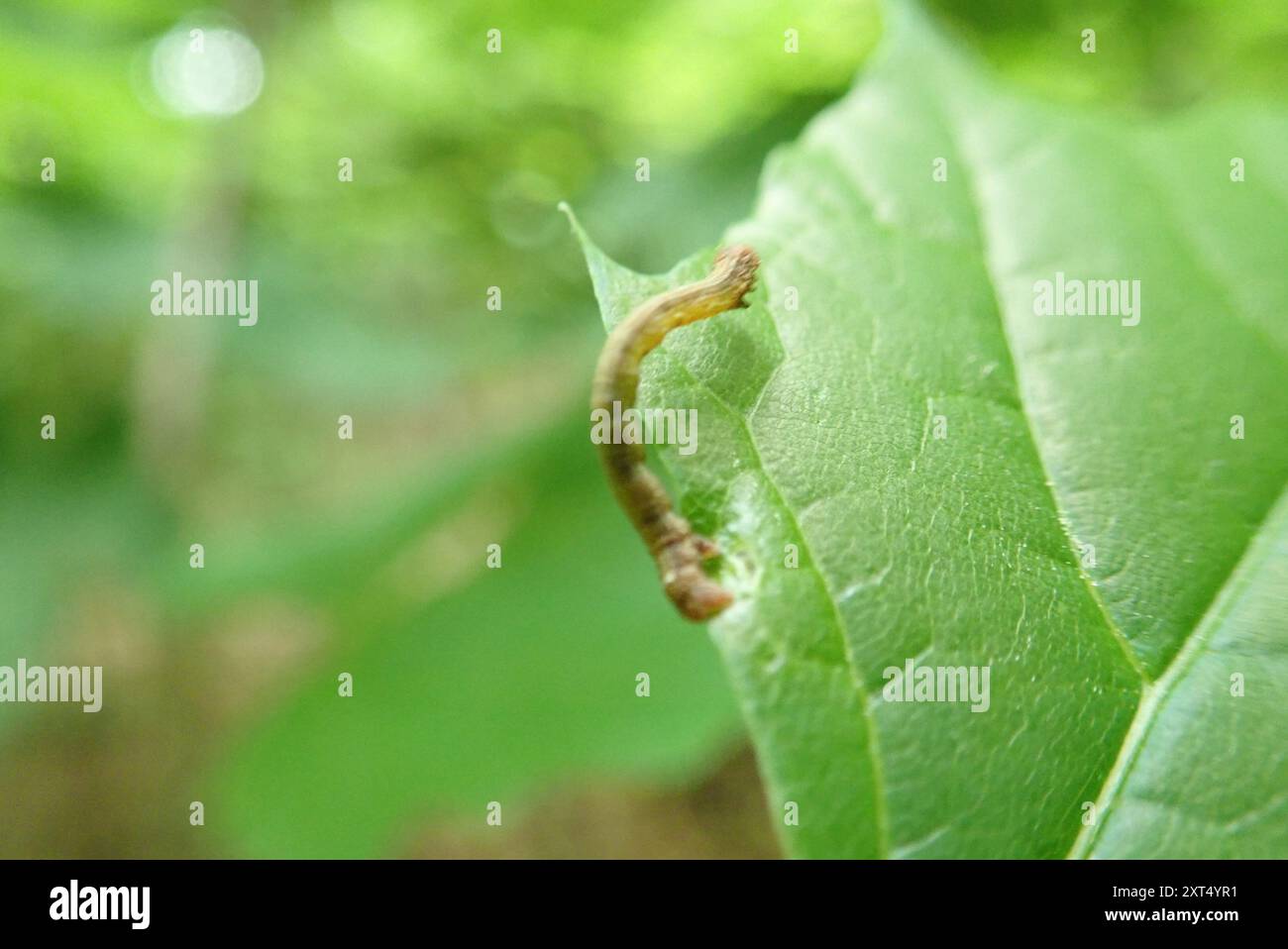 Geometer Moths (Geometridae) Insecta Stock Photo - Alamy