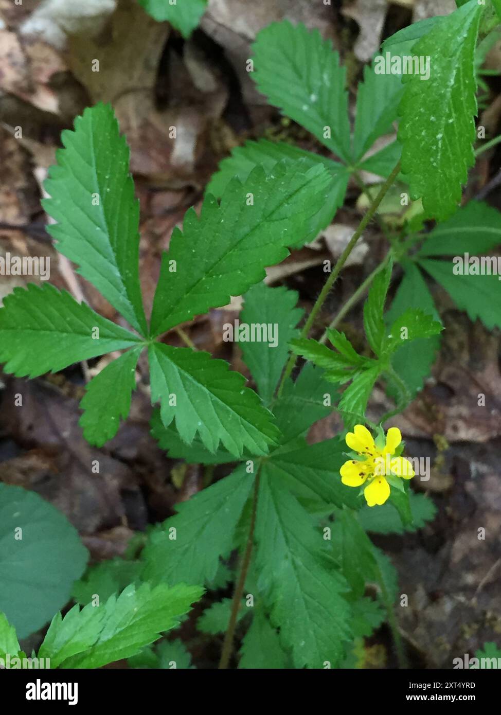 common cinquefoil (Potentilla simplex) Plantae Stock Photo - Alamy