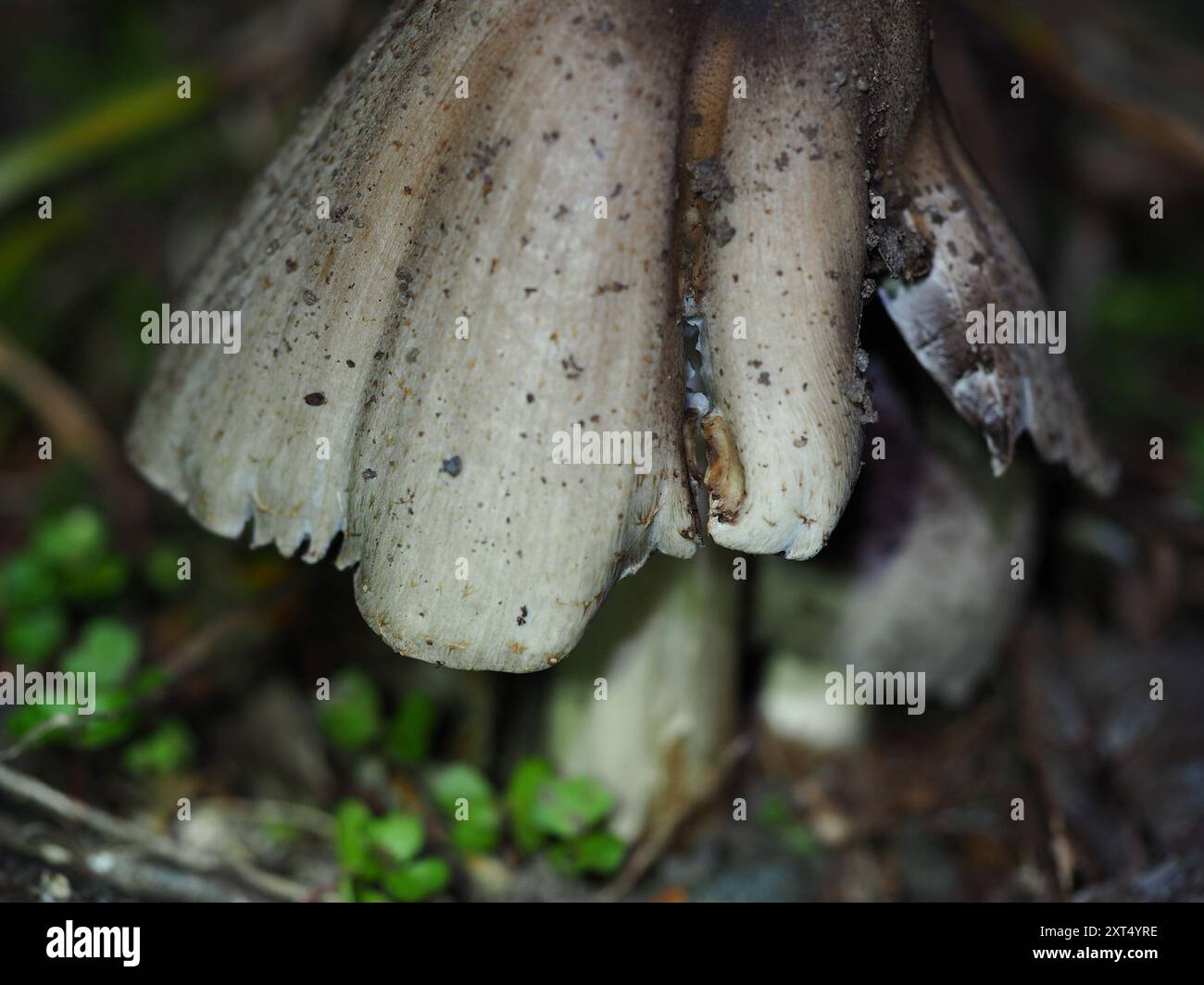 Common Ink Cap (Coprinopsis atramentaria) Fungi Stock Photo - Alamy