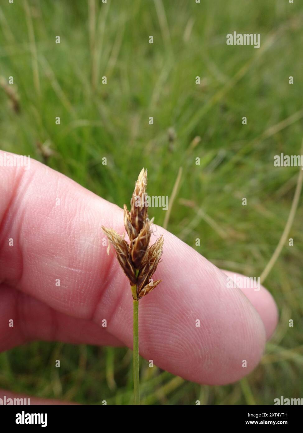 brown sedge (Carex disticha) Plantae Stock Photo - Alamy