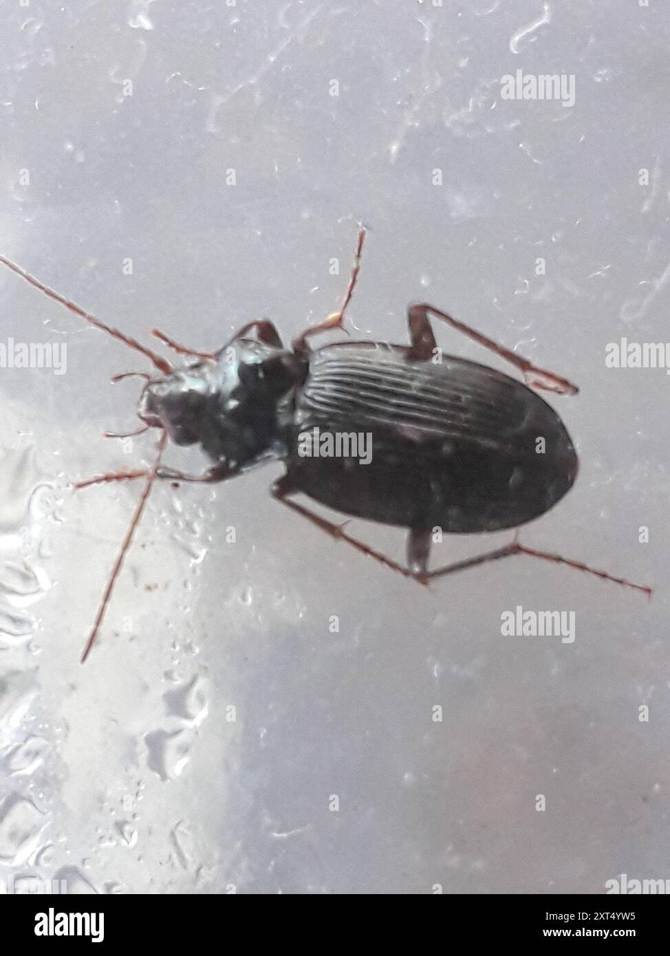 European Gazelle Beetle (Nebria brevicollis) Insecta Stock Photo - Alamy